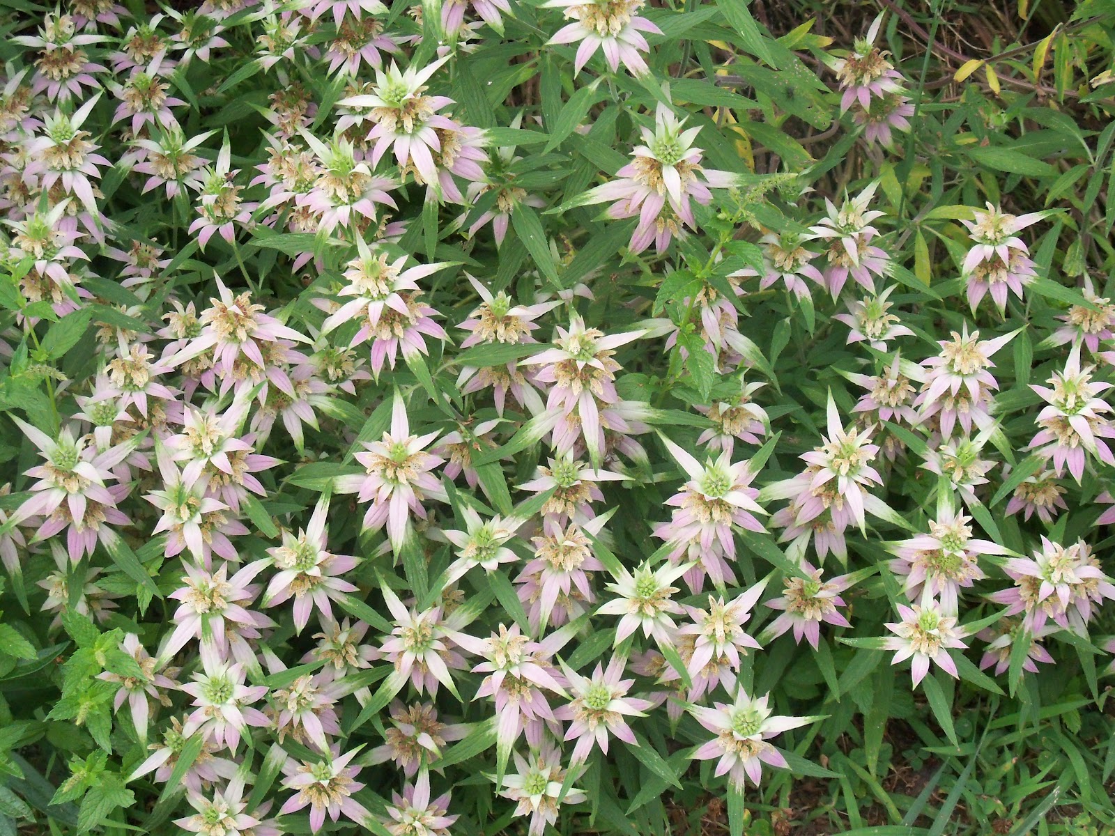 Monarda punctata - Alchetron, The Free Social Encyclopedia