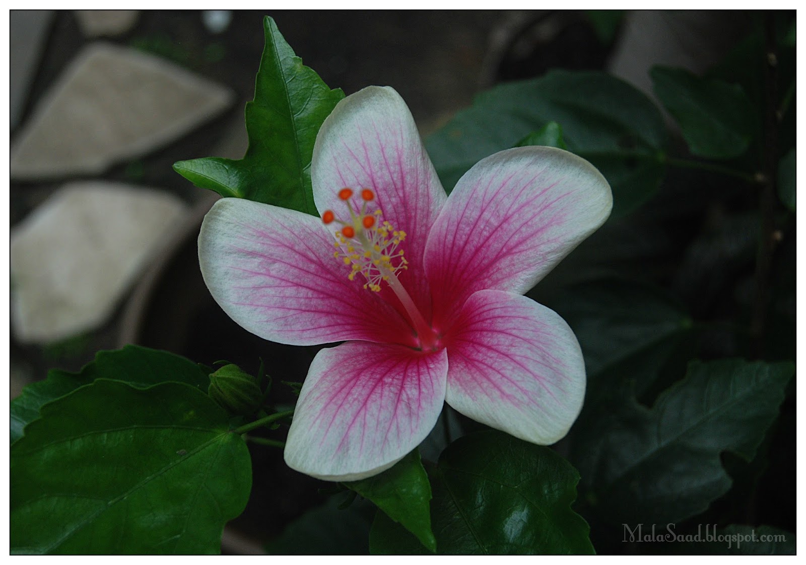 My Green Eye's: Bunga Raya: Hibiscus