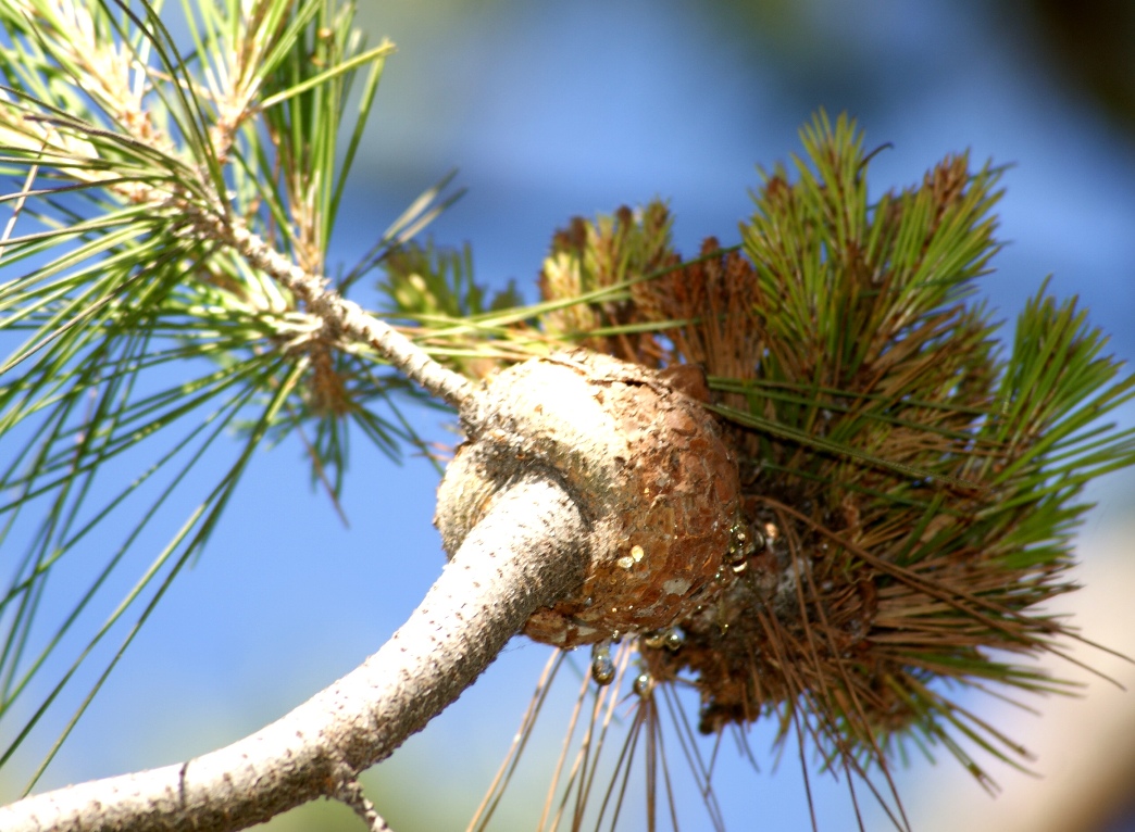 A photo, A thought............: Observation: Plant pathology...........