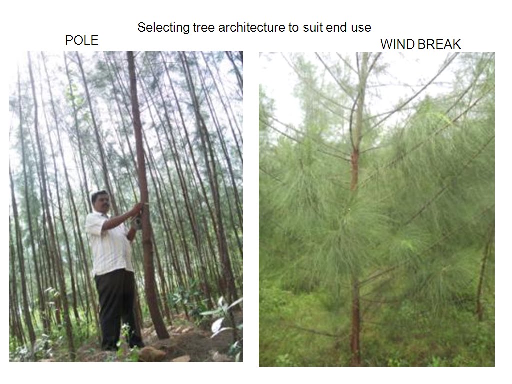 Agroforestry - A blog on Agrihortisilviculture: Casuarina as windbreaker