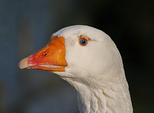 The goose is getting sad | Amanda Williamson Coaching and Counselling ...