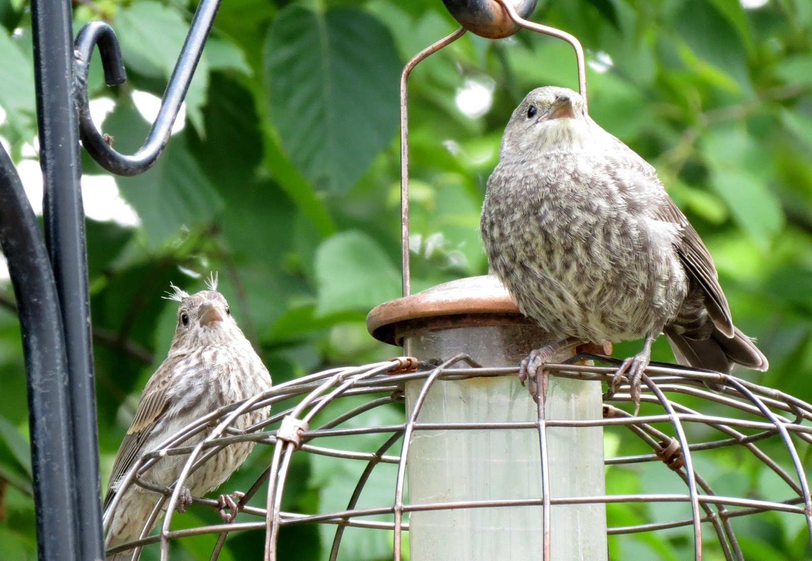 June 2013 - Travels With Birds