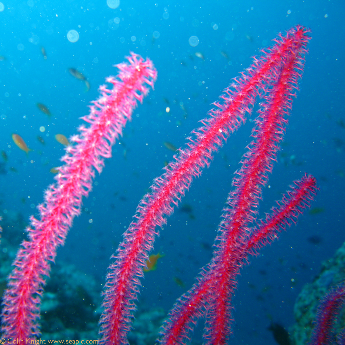 Postcards from Sussex: Octopussy lives at Lankan Reef