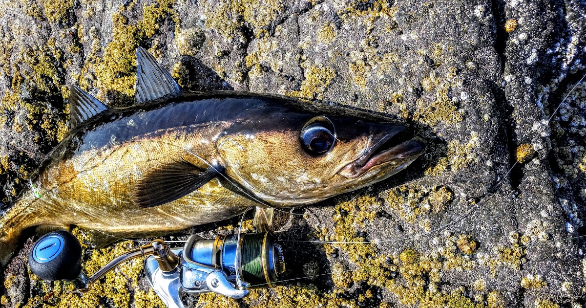 Luremaniac!: Postspawn session: The time for big pollock.