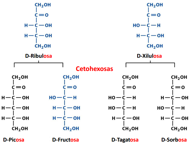 blog-bioquimica: Carbohidratos