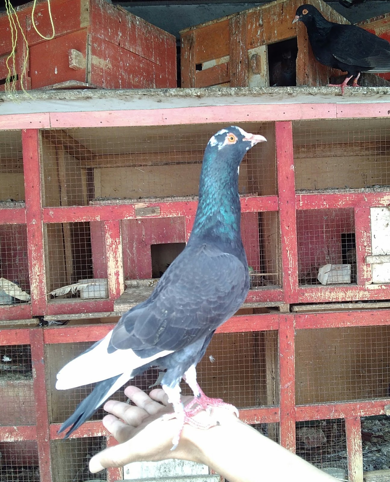 MERPATI BALAP TINGGIAN