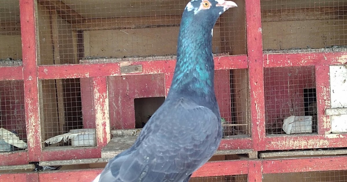 MERPATI BALAP TINGGIAN: Hitam Putih merpati Kolong