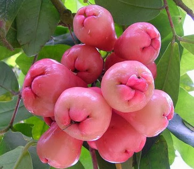 Jambu Air, Cegah Diare Hingga Tingkatkan Kesuburan Pria ~ OBAT ALTERNATIF