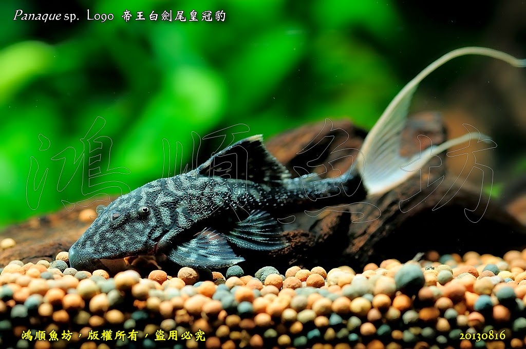 鴻順魚坊: Panaque sp. L090 帝王白劍尾皇冠豹