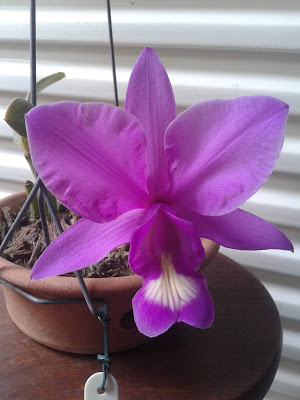 Orquidário OrquivivA: Festival de Nobilior