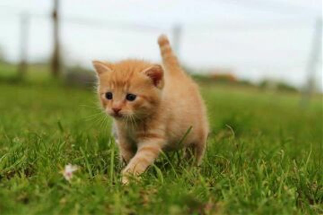 Canan Diamant: Katzenbaby?!?