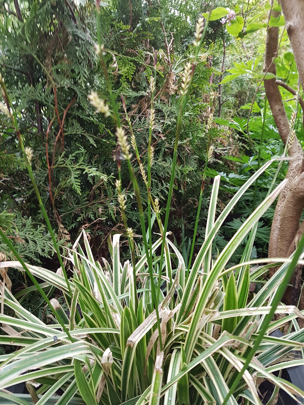 Fruens Flora: Prydgress.