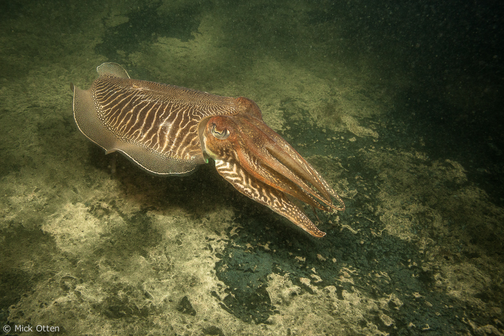 Mick's marine biology: Sepia frenzy: the common cuttlefish is back in town