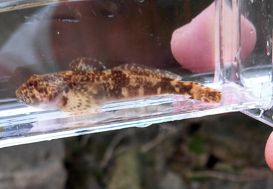 Ben Cantrell's fish species blog: Slimy sculpin 100th species ...