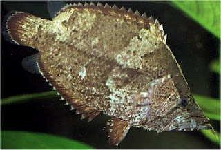 Leaf Fish - Fishes World - HD Images & Free Photos