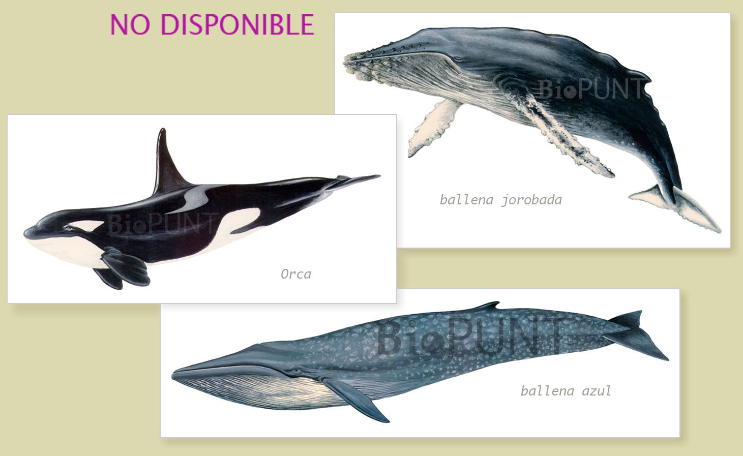 galeria natural & natural gallery: Cetáceos