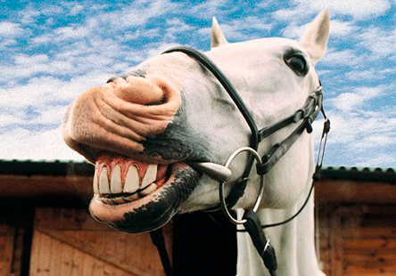 Equitación y Todo Sobre Caballos: Información Básica