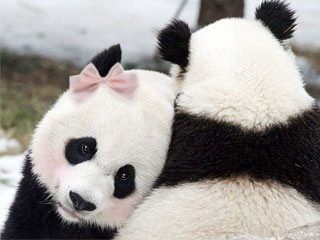 Pinterest in Pink!: Pink Panda