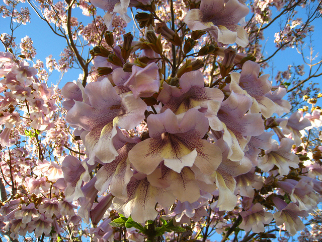 12 Pohon Bunga yang Indah | Nge-Baca