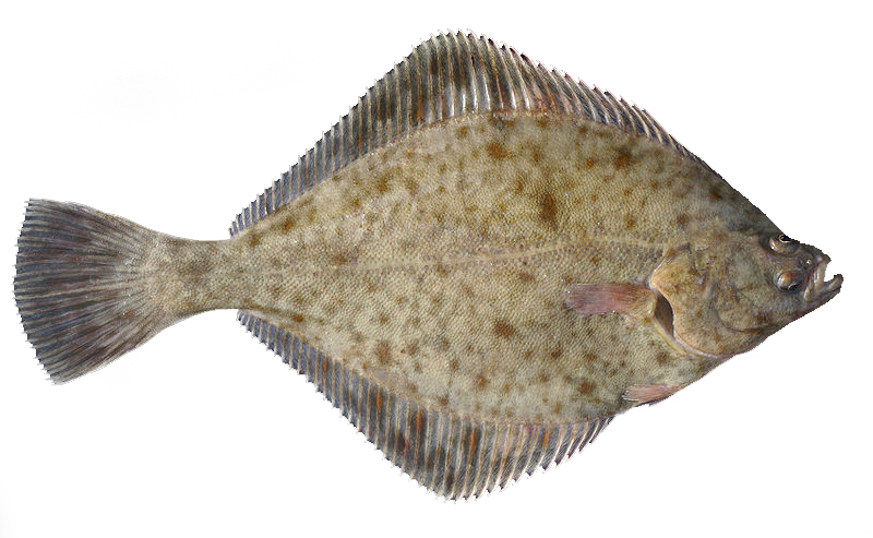 Pasiunea Pescuitului: Cambula