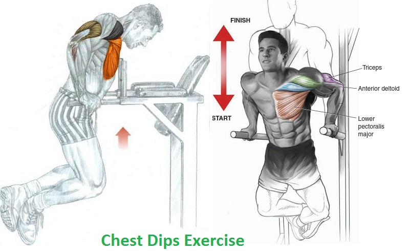 Chest Dips Exercise ~ multiple fitness