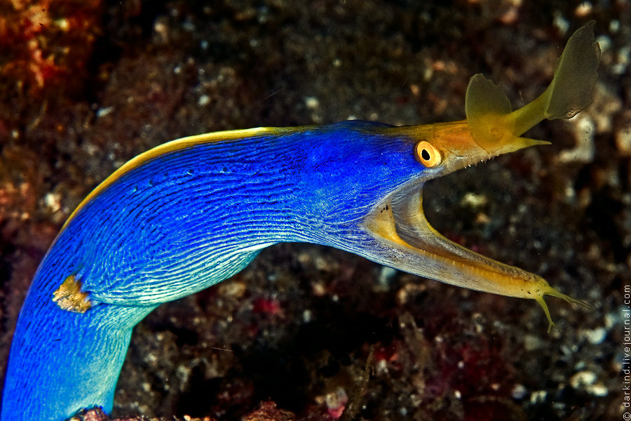 Curiosidades del Mundo: Curiosas fotos de peces raros Nº2.