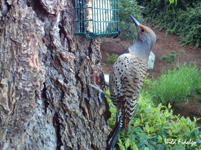 Northern Flicker Paradigms