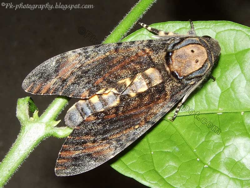 Death's Head Hawk Moth | Nature, Cultural, and Travel Photography Blog