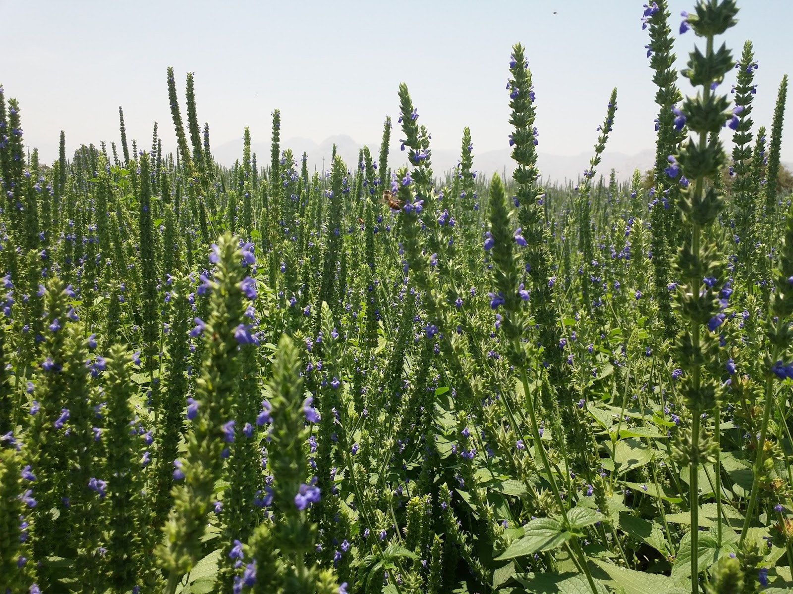 Organic Life Perú: Seguimiento Cultivo de Chia - ORGANIC LP