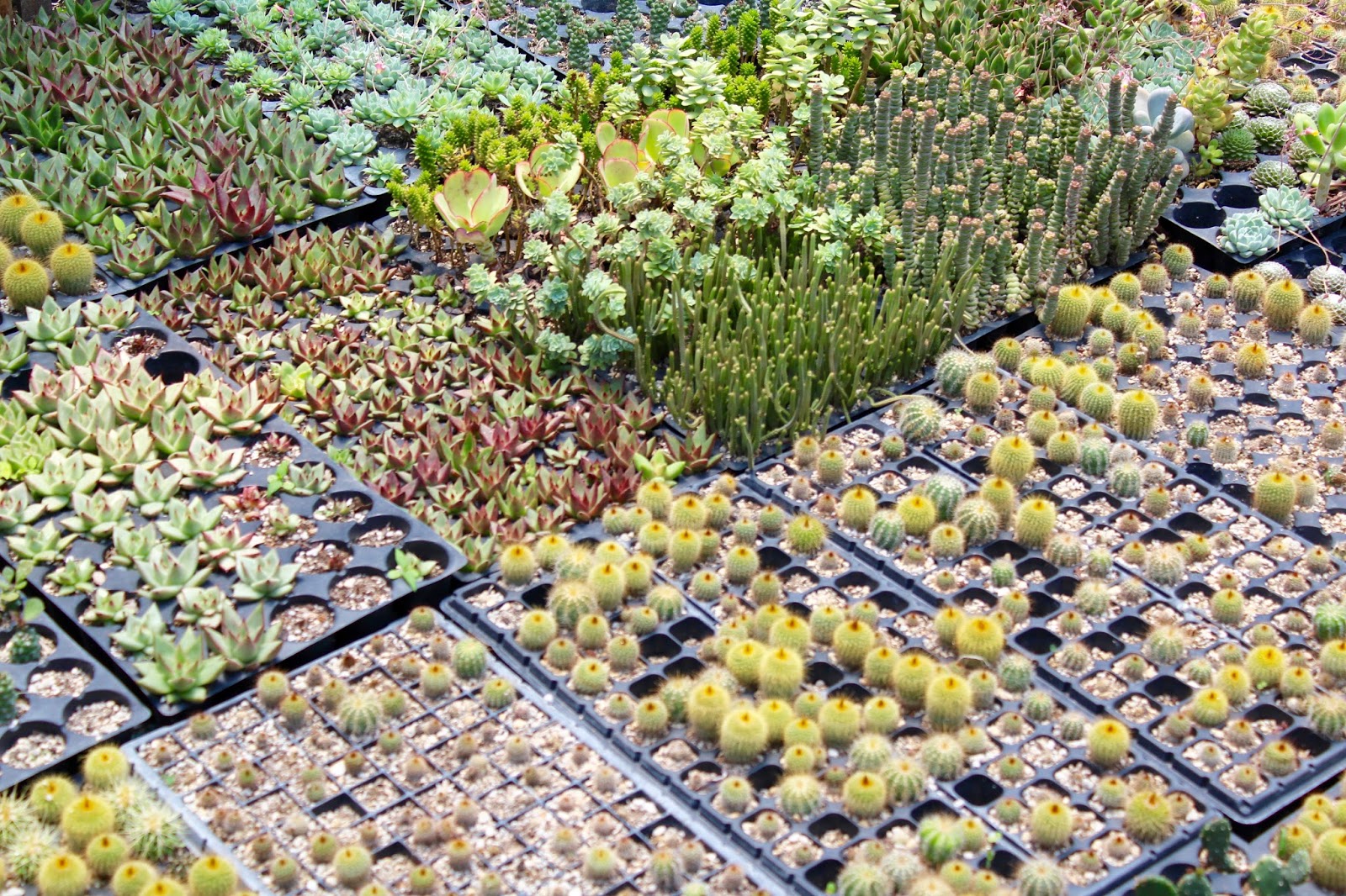 CACTUS NEUTLA ! UNA NUEVA AVENTURA!