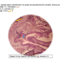 Histologia