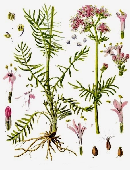 Auntie Kandy's Apothecary: Valerian Root (Valeriana officinalis) monograph