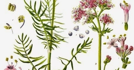 Auntie Kandy's Apothecary: Valerian Root (Valeriana officinalis) monograph