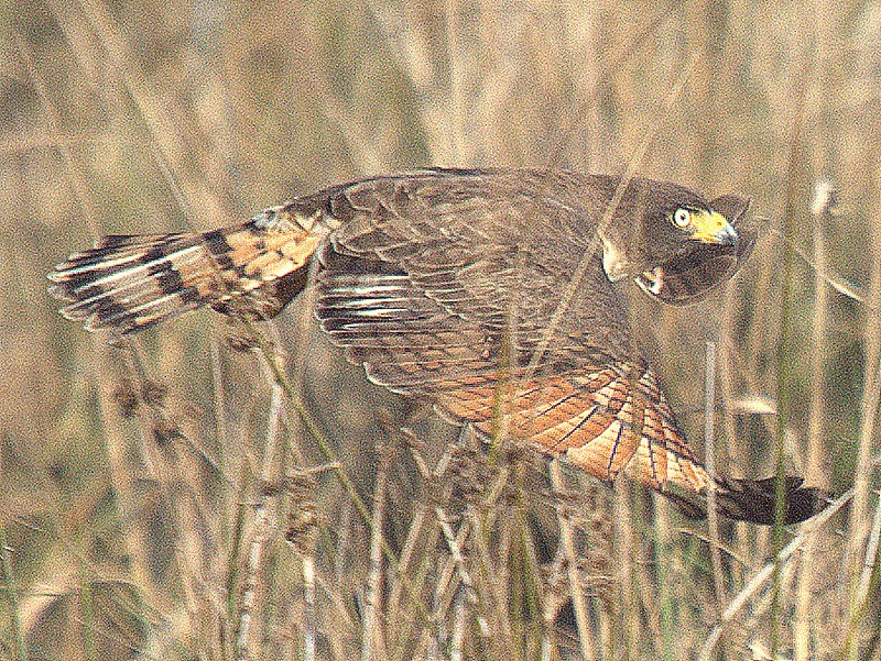clearlyconfused: Birds of Argentina 2011 Post 5 - After the Rain