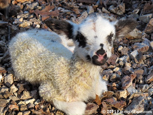 Farmgirl Fare: Monday Dose of Cute: Random Lamb Snaps