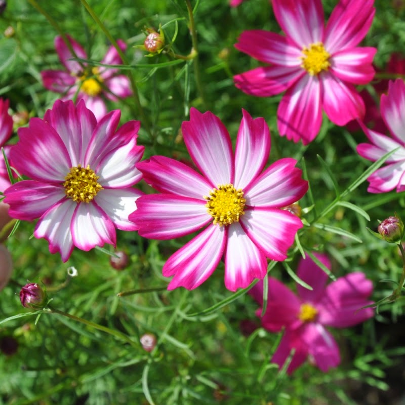 Seminte si plante de gradina hobby: Cosmos bipinnatus