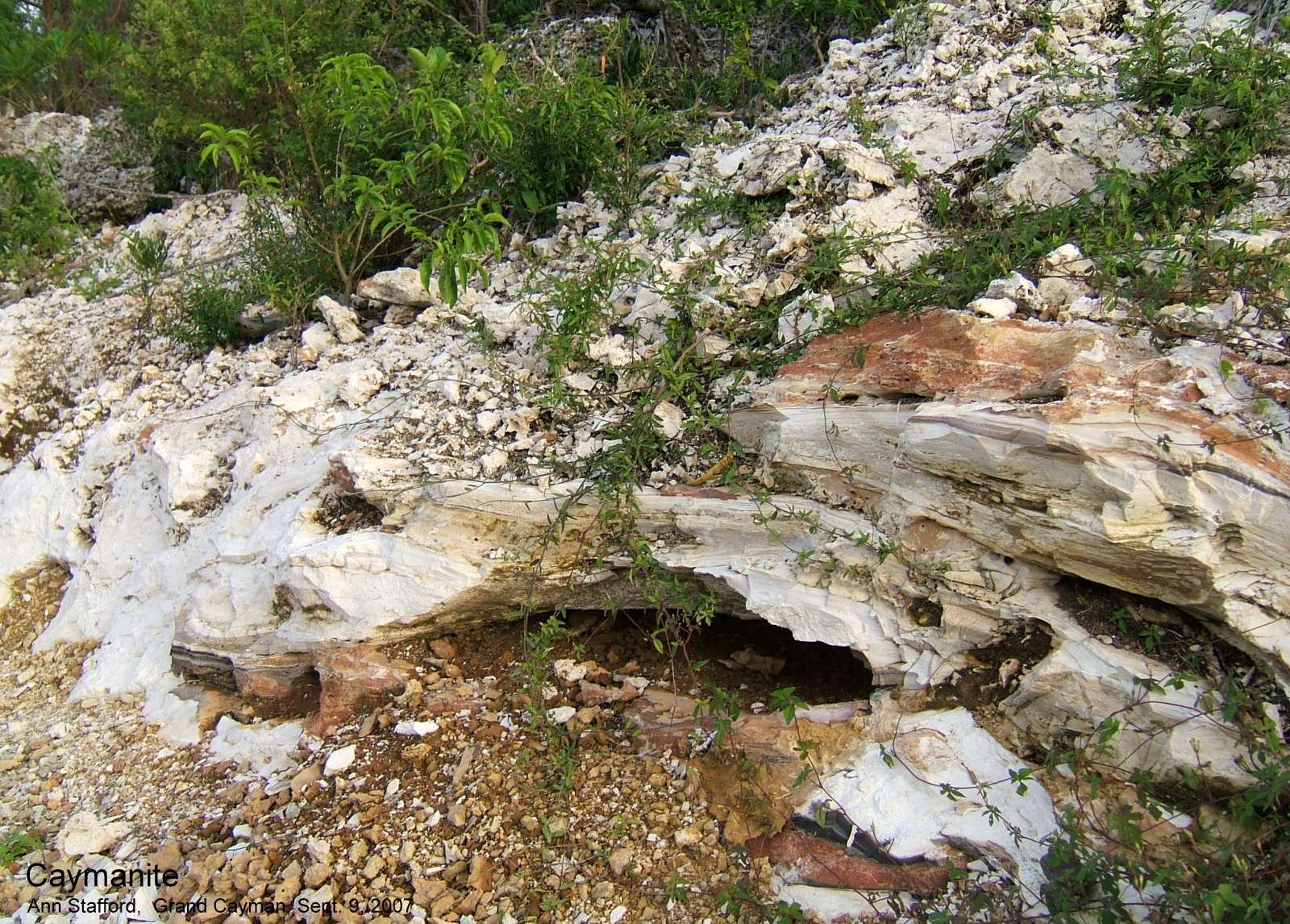 CaymANNature: Cayman Rocks – Caymanite and Phytokarst