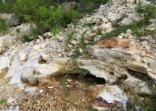 CaymANNature: Cayman Rocks – Caymanite and Phytokarst