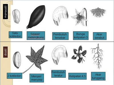Perbedaan Monokotil Dan Dikotil ~ Faiq Blog