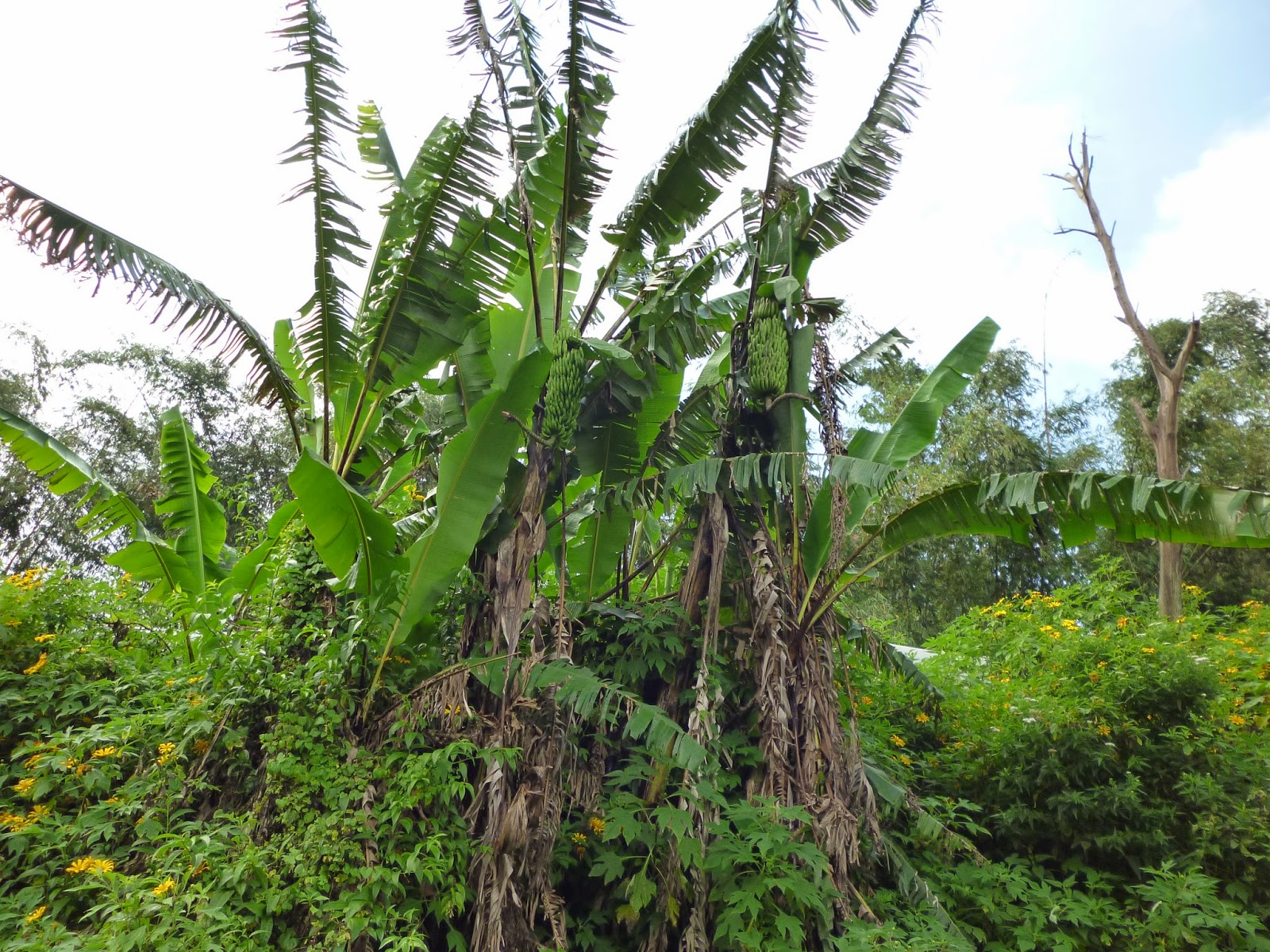 Genetiscience: Bagaimanakah Asal-Usul Pisang Budidaya?