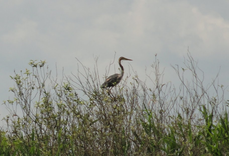 Frumusetile naturii: Starc rosu (Ardea purpurea)