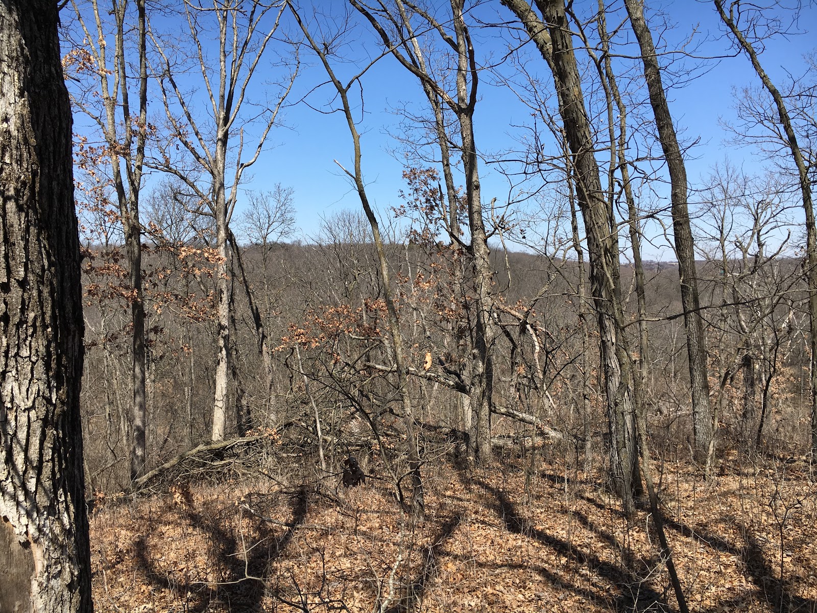 Backpacking Stephens State Forest - Woodburn Unit West Loop