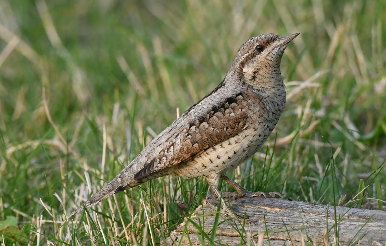 We Bird North Wales: Wryneck - more photos