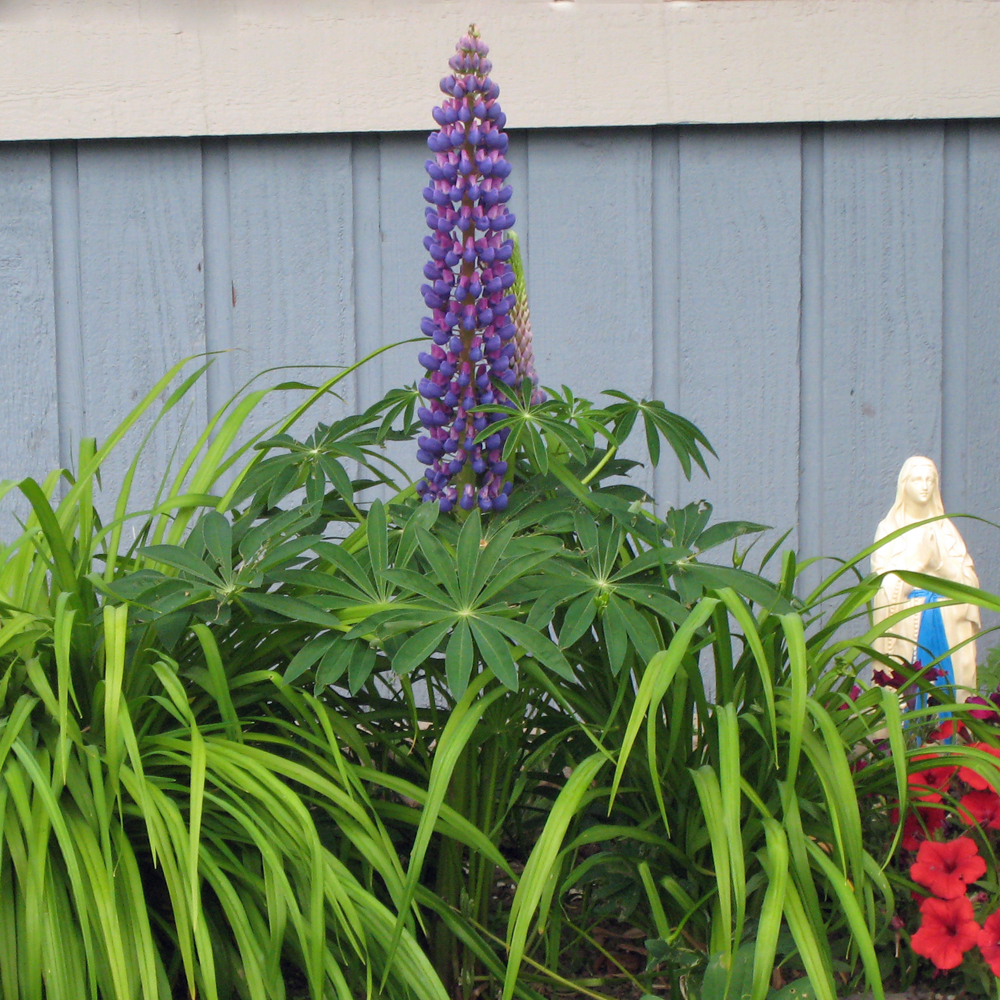 Our Lady's Garden: Dwarf Lupine, Minarette