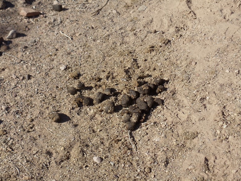 Right Brain Right Lane : Hunting for Wild Burros!