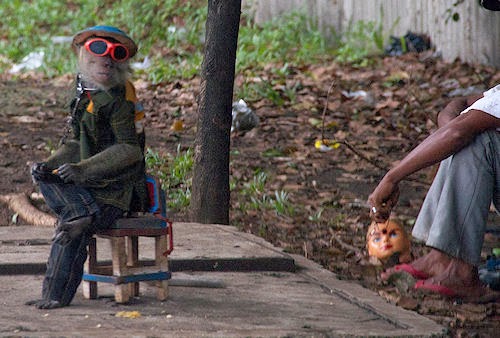 The Presurfer: The Disturbing World Of The Street Monkeys In Jakarta