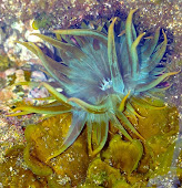 Rafael Microfauna Marina: Cymopolia barbata (Algas verdes)