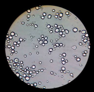 Farmakognosi (Amylum)