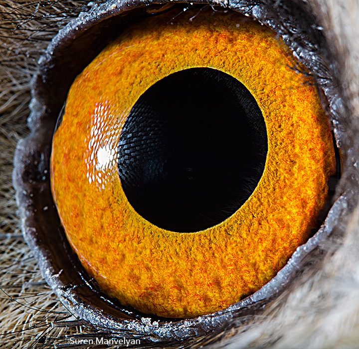 White Wolf : The incredibly detailed photos that reveal animal eyes in ...