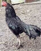 SEJARAH DAN JENIS AYAM SHAMO (PART 2) | THAI FOWL